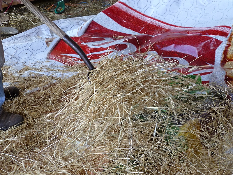 Rural Revolution: Threshing wheat