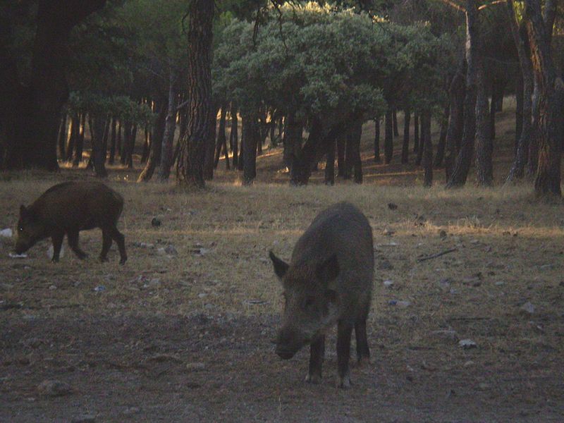 El Monte de El Pardo