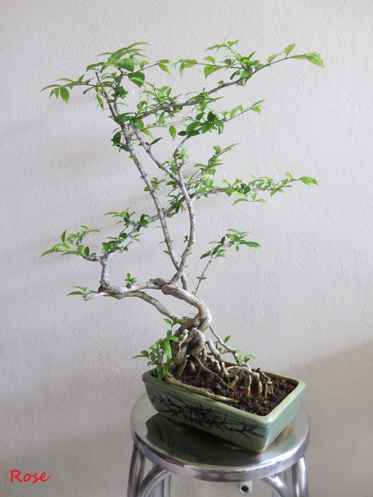 Voice of an Ex-Worker: The scented full-bloom Sui Mei