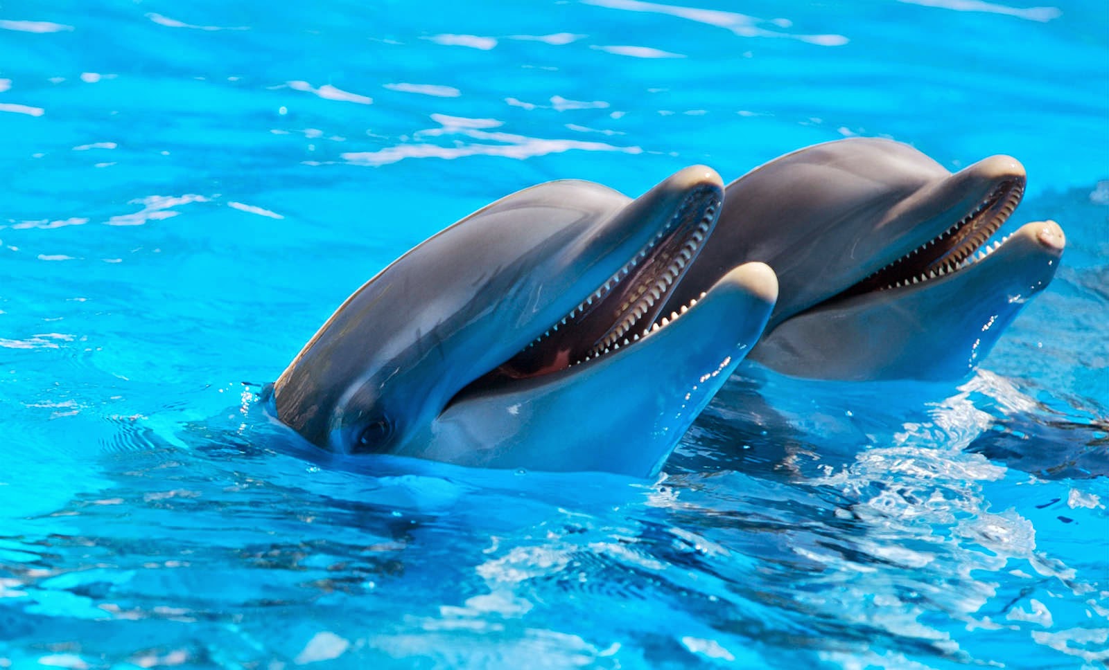 Amor Mioღ : FOTOS DE DELFINES LINDOS! click/para ver