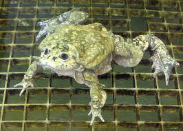 Types of different frogs: Titicaca Water Frog