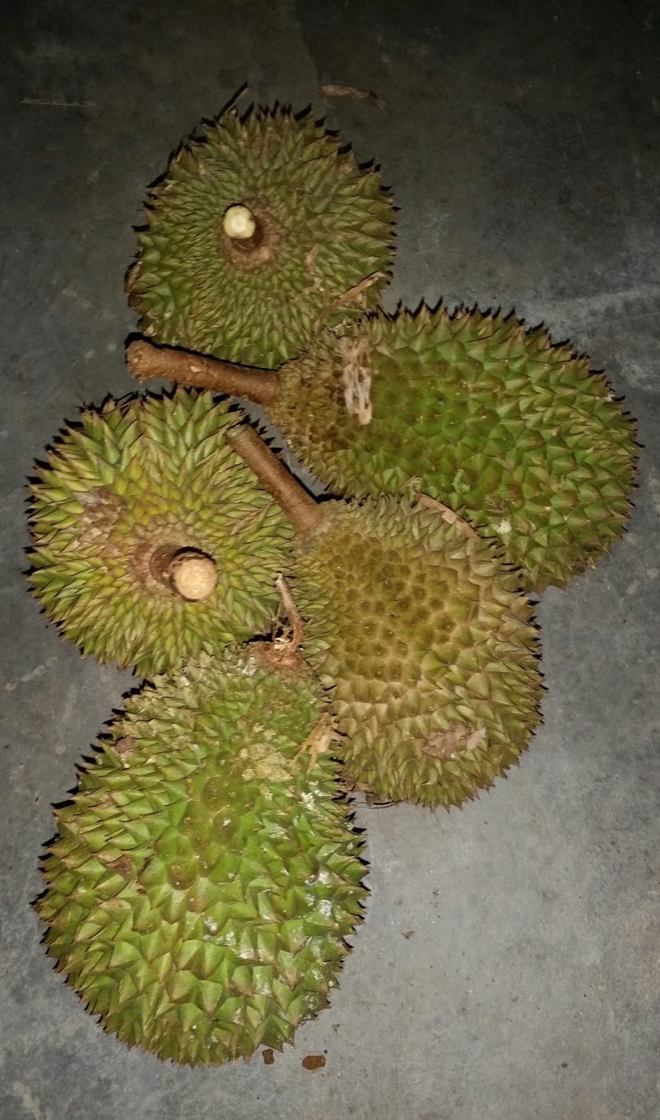 Warisan Petani: Durian Tembaga.