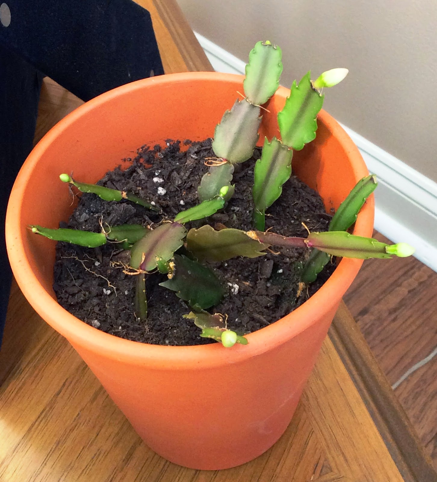 Blue and White Bash: Chinoiserie and Christmas Cactus - East Meets South