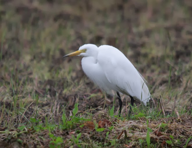 BIRDING - Kyoto, Kansai and Japan: egrets
