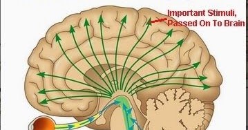 General knowledge About the Brain: Consciousness: RAS(reticular ...