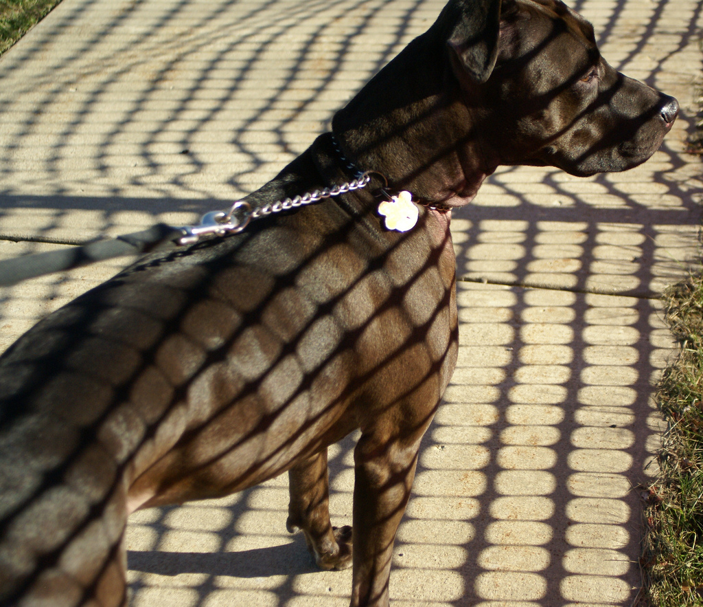 Musings of a Biologist and Dog Lover: 2011