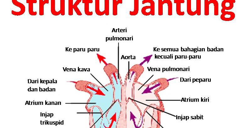 COQHealth Plus untuk kesihatan jantung ~ Vitamin Sihat