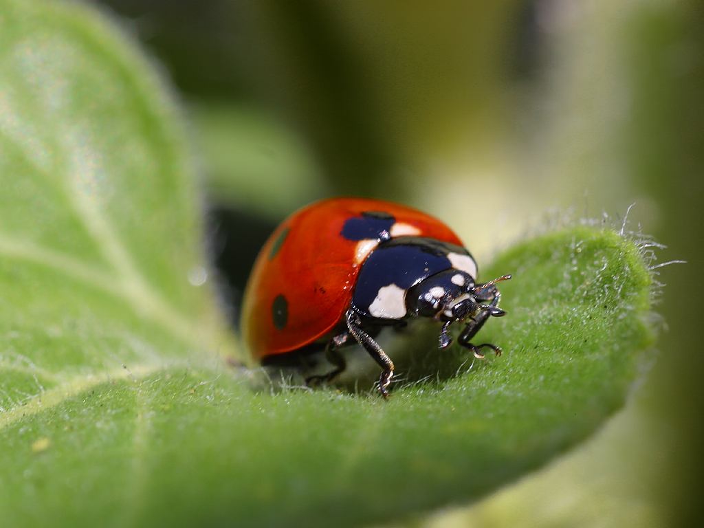 Ladybug