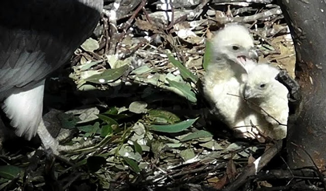 White Wolf : Sea-Eagle webcam monitors baby eagle in Australia