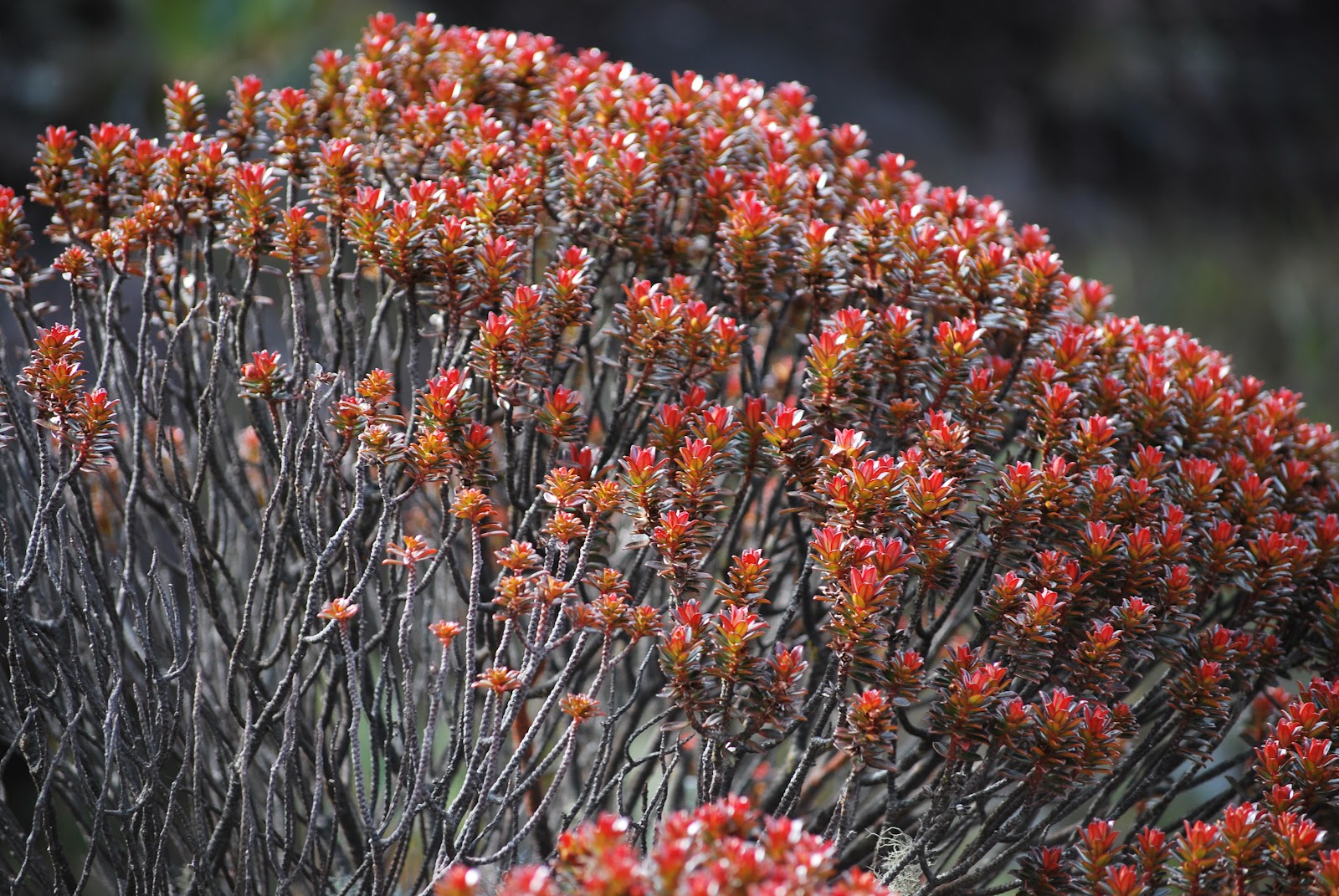 Humboldtina - Venezuela: Roraima (4/8) 18.03.2012