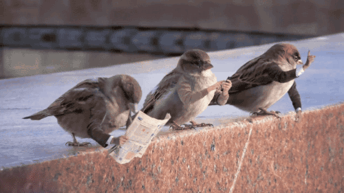 Chuck's Fun Page 2: Animator gets creative - 19 GIFs of birds with arms