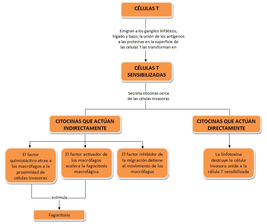 Biología Humana: SISTEMA INMUNE: Inmunidad específica