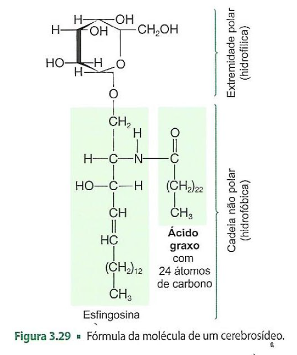 Fórmula da molécula de um cerebrosídeo
