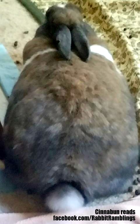 Rabbit Ramblings: Bunny Butts