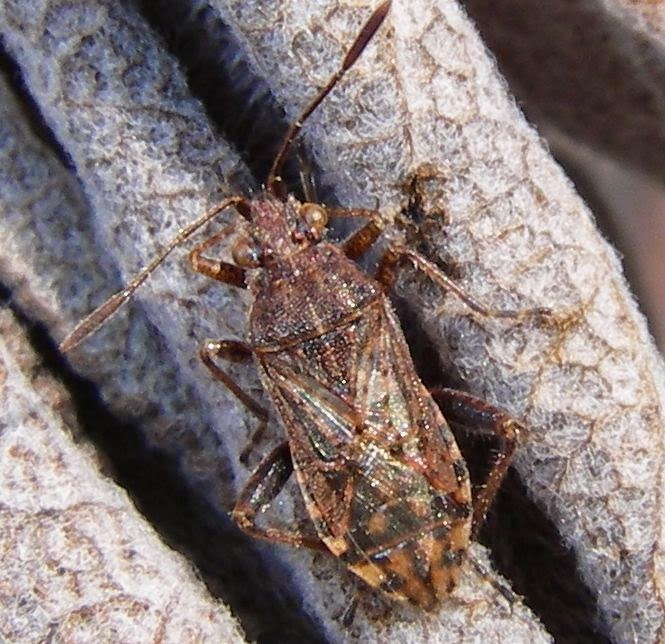 Wanderungen durch die Natur: Wanzenparade