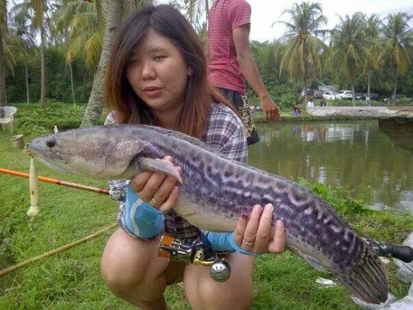 Trik Mancing Toman | Mancing - PAPBI
