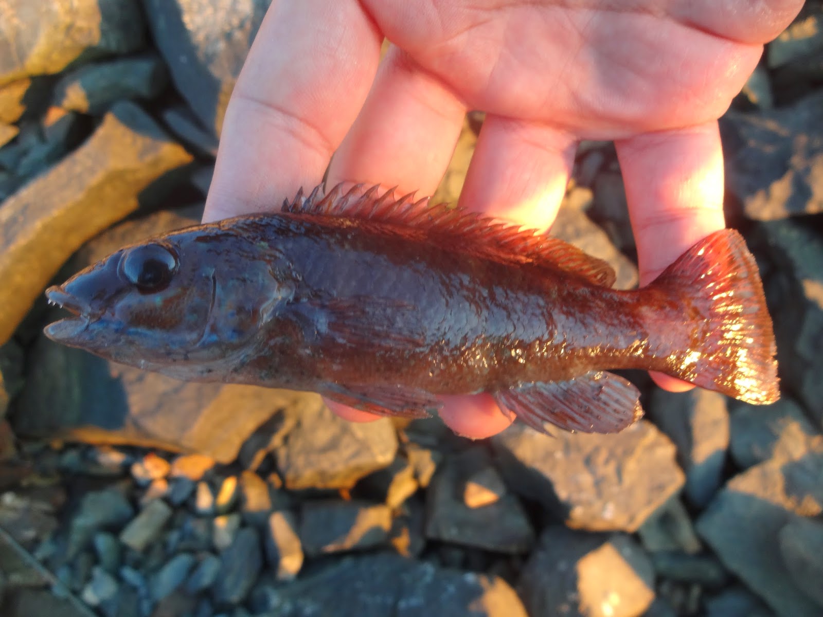 Extreme Philly Fishing: May 2014