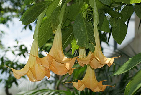 Angel's Trumpet (Bunga Terompet): Malakaikat Mematikan | Atmosfir ...