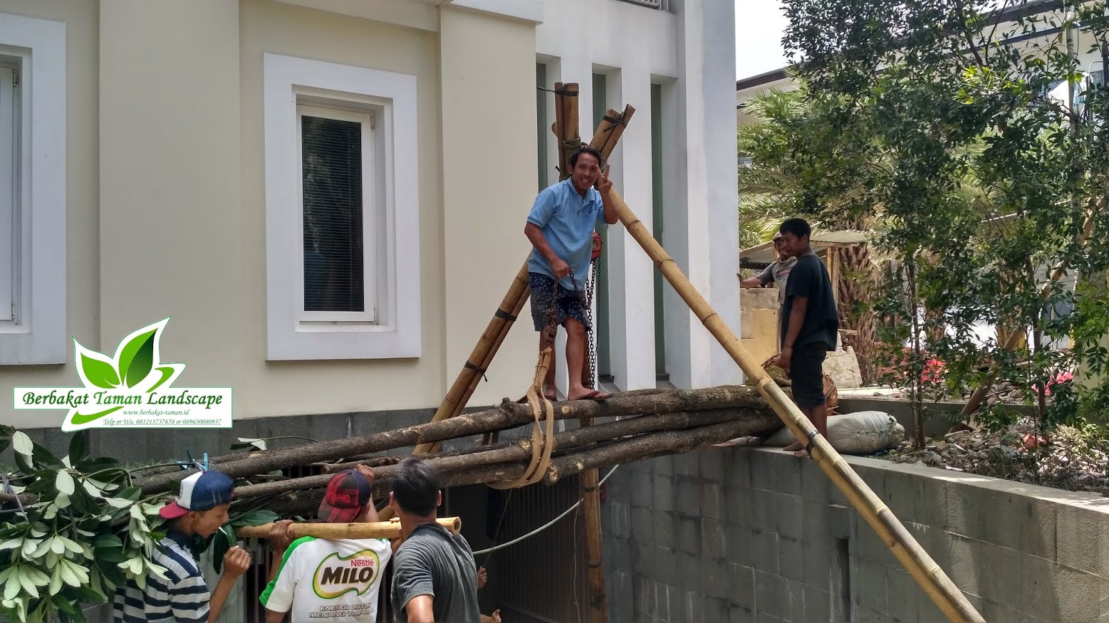 Jual Pohon Pule Murah Atau Pohon Pulai Alstonia Scholaris - Tukang ...