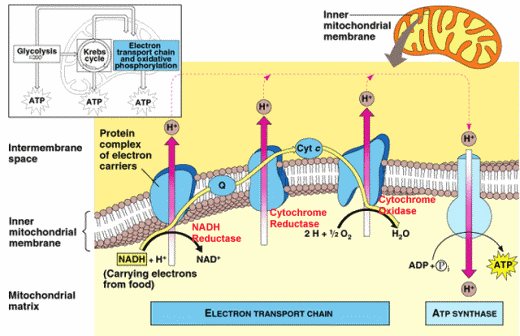 Linfei's Bio Blog: Cell Respiration
