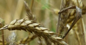 5 Acres & A Dream: Wheat Processing