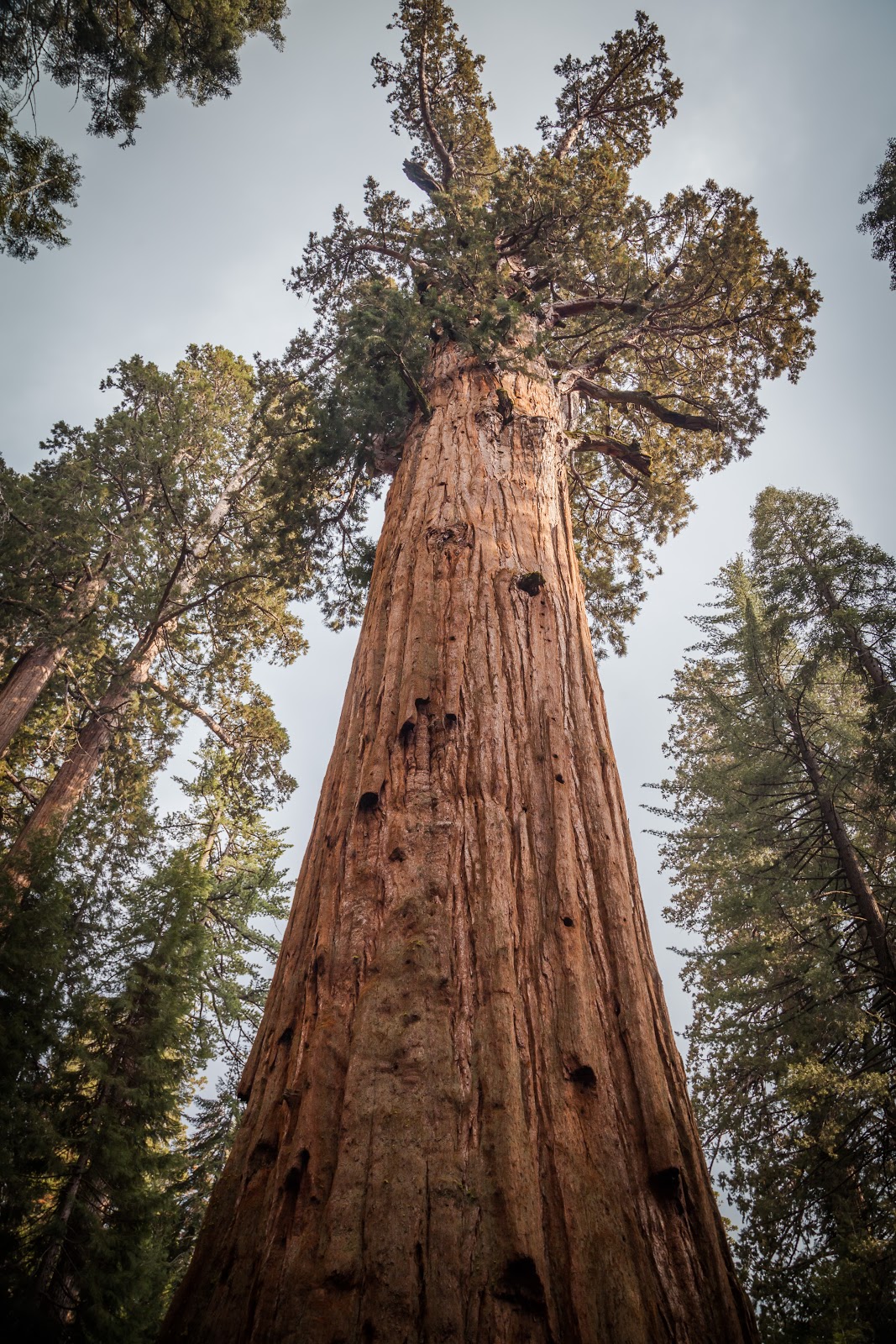 Giant Trees in Sequoia National Park - Explore the World with Simon Sulyma