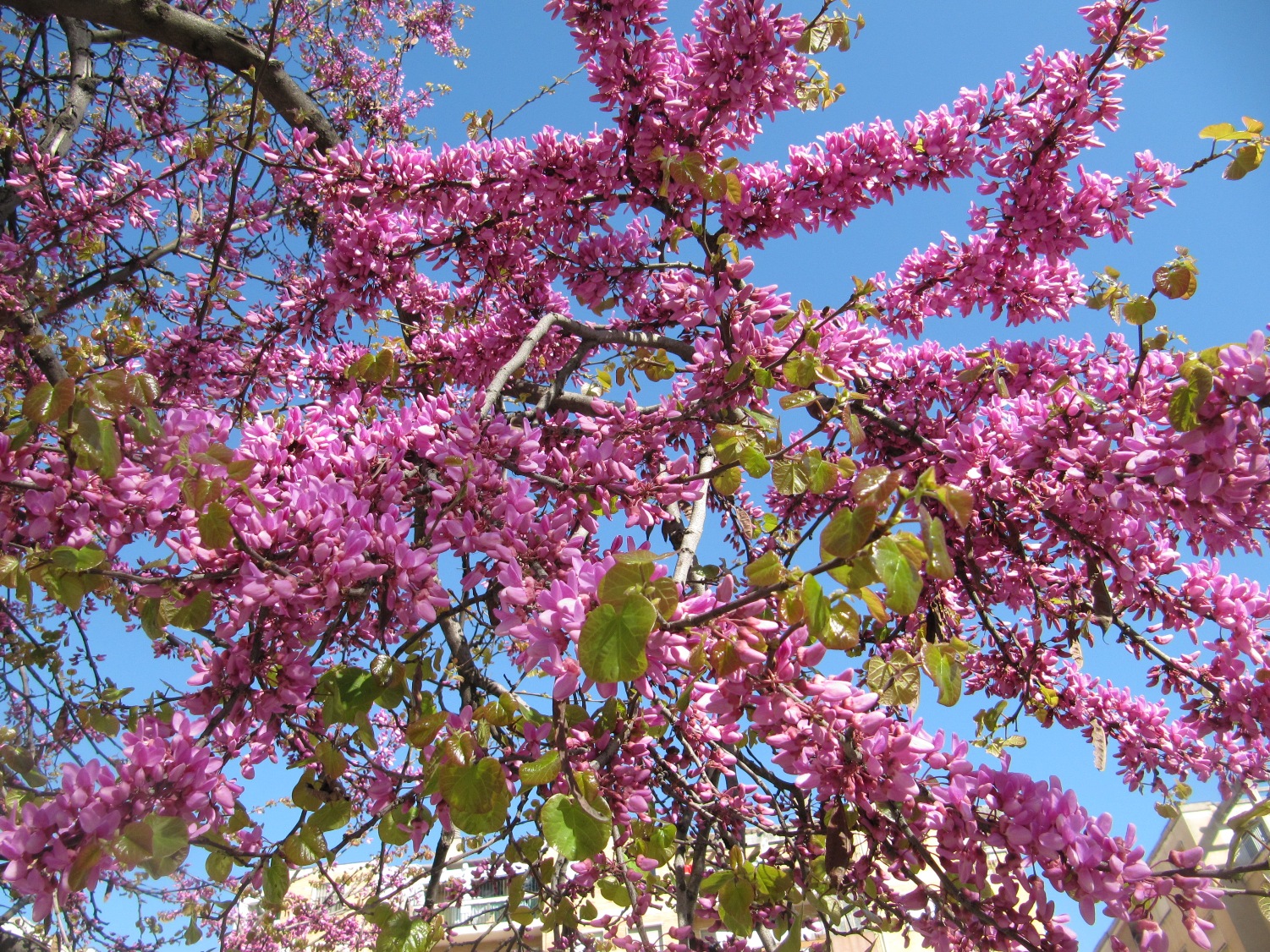 Arbol con flor rosa - Imagui