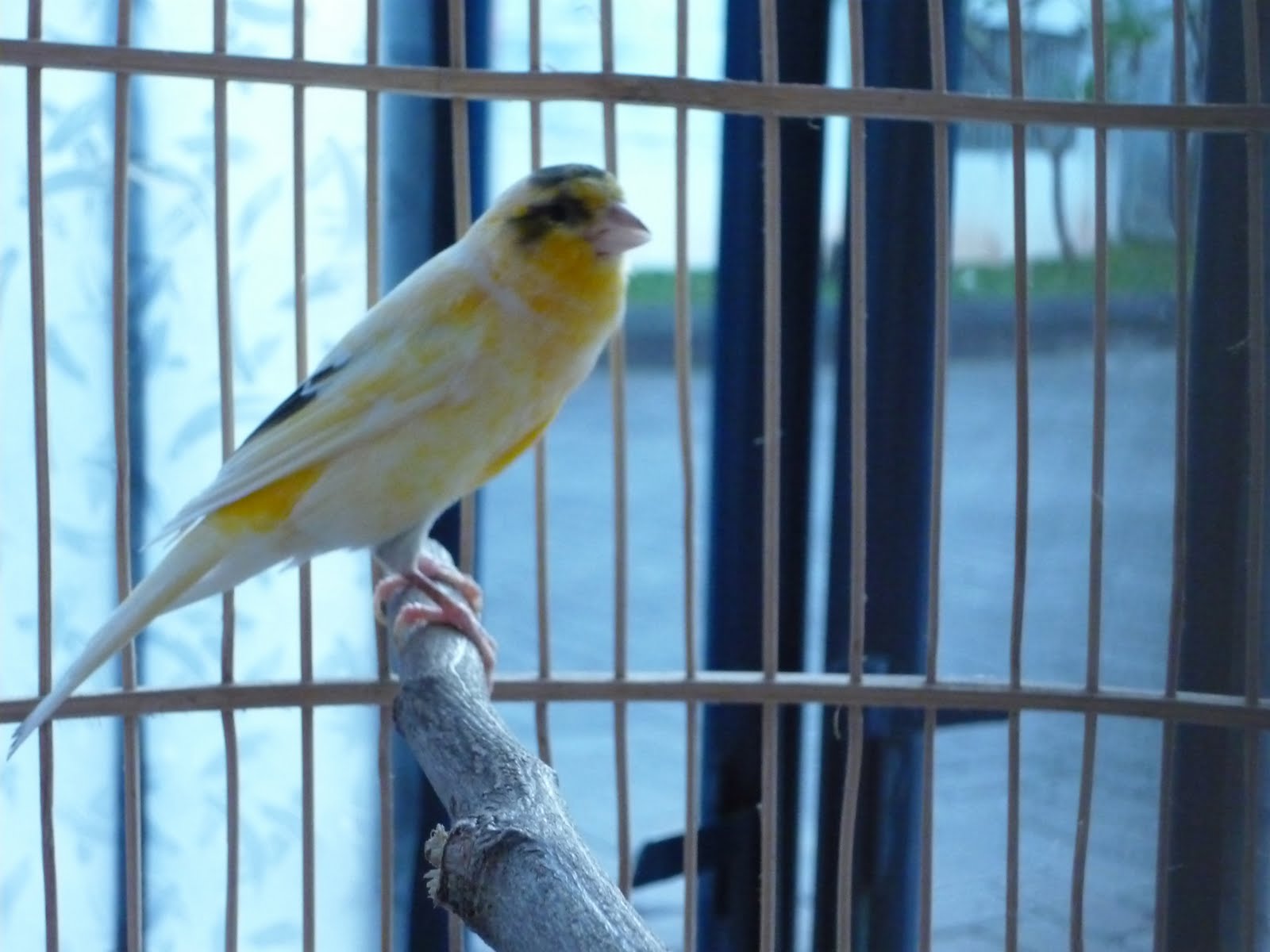 Animal Species: Characteristics of Good Canary