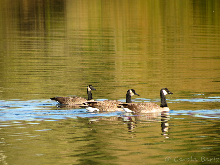 carola bARTz: Lake Birds