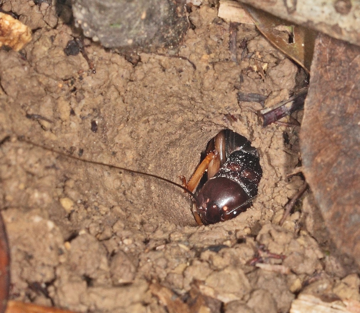 BunyipCo: October 2013