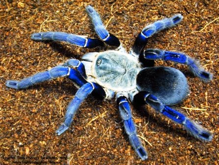 Curiosidades del Mundo: Tarántula azul cobalto (Haplopelma Lividum ...