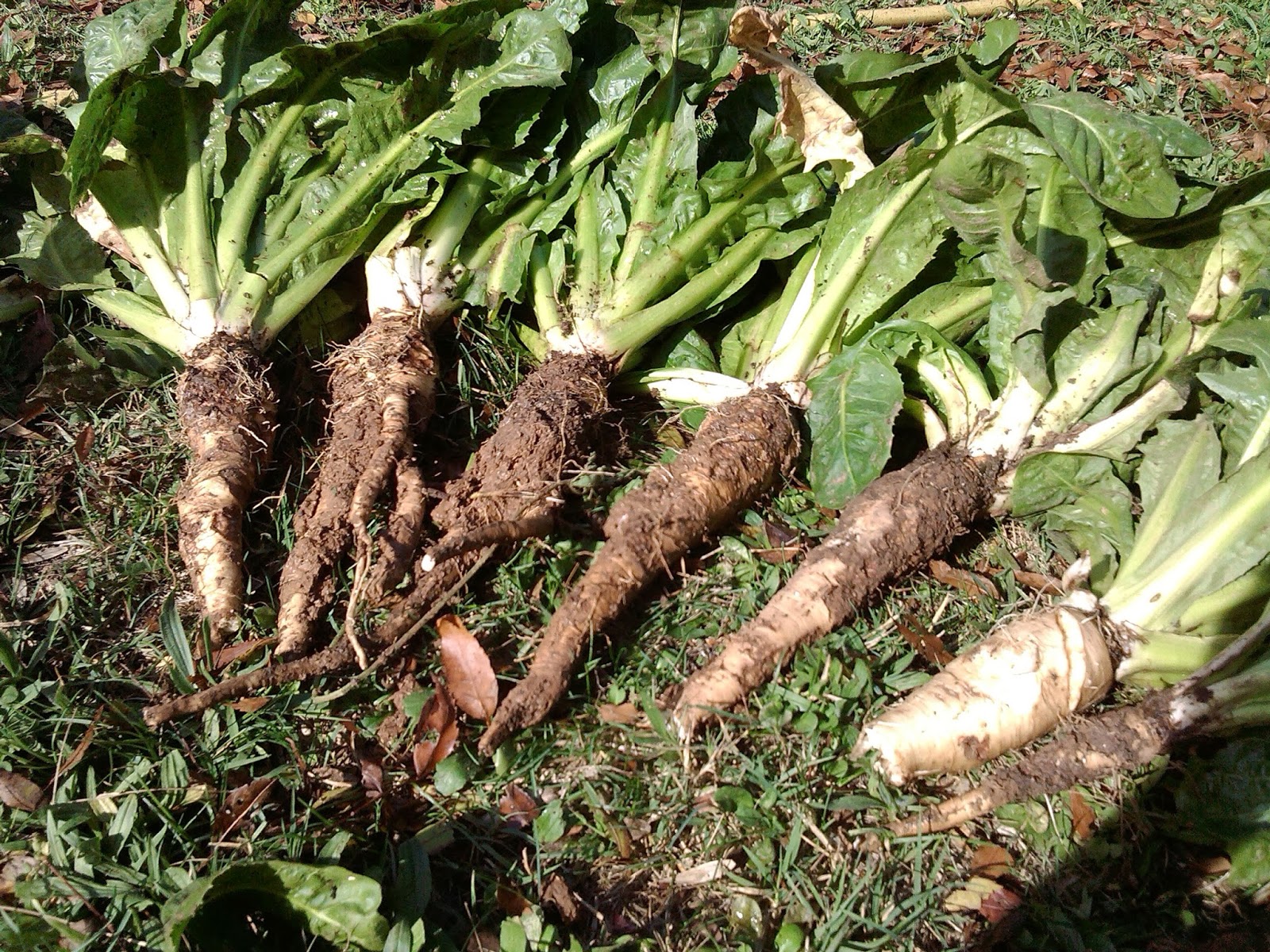 le potager d'Aurélie: la culture des endives
