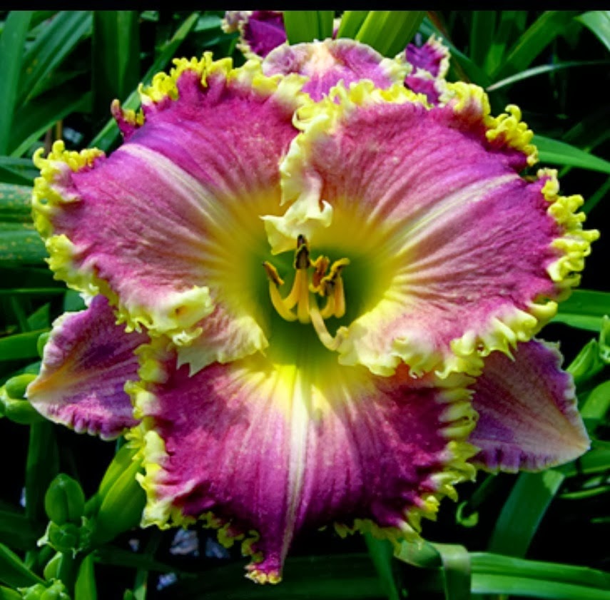 Flower Homes: Daylily Flowers