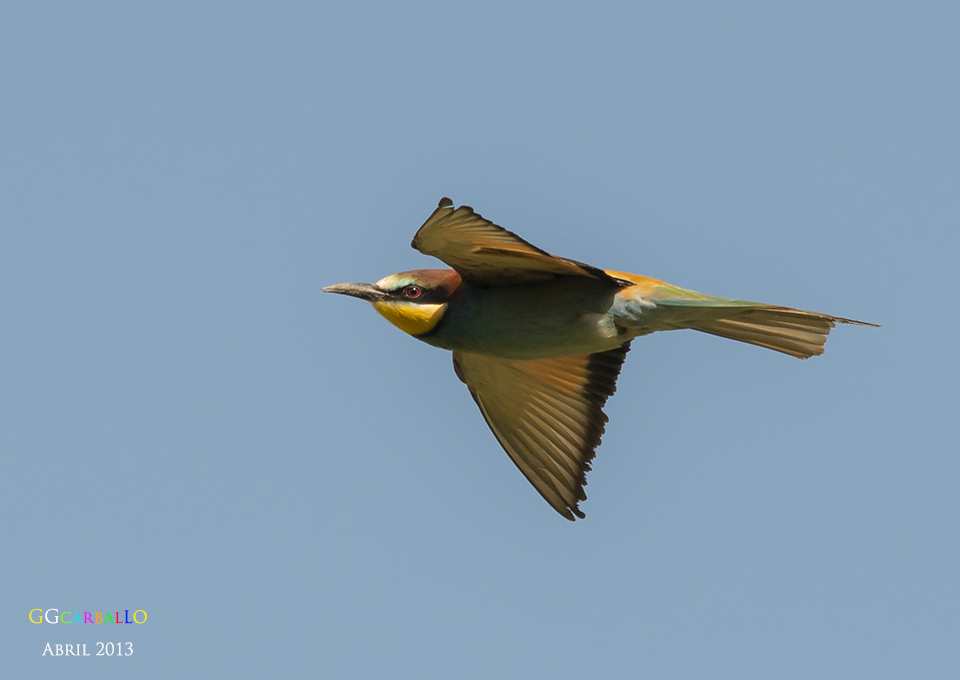 NATU-FOTO: ABEJARUCOS