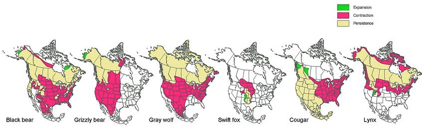 Apex Predator Conservation: The Animals
