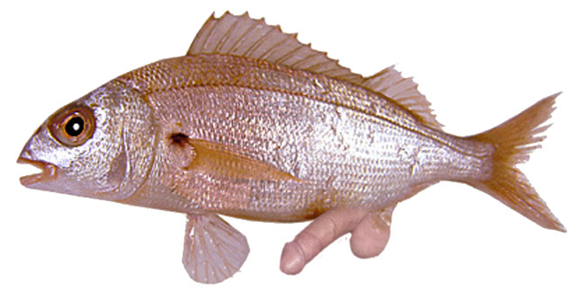 ONDESTORTE: Segnalate mutazioni genetiche nei pesci del Mar Ligure