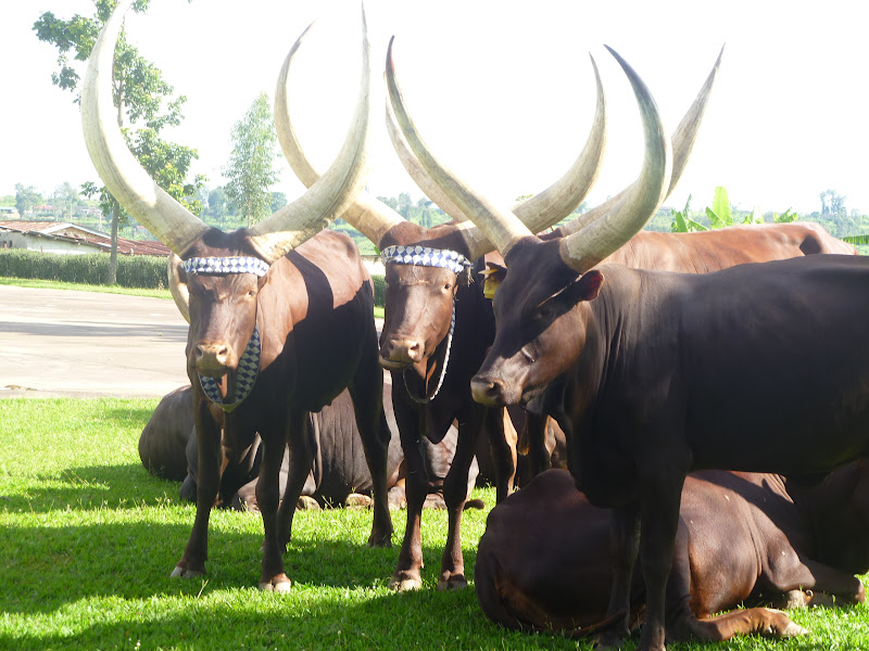 The Kroghs in Kigali!: The King's Palace and the Rwandan Cows!