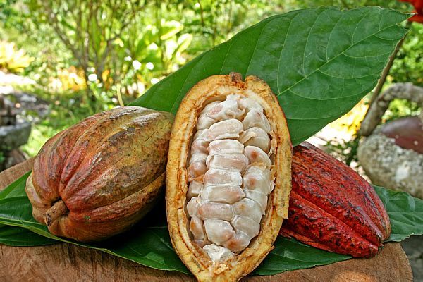 Brigadeiro dos Reis: A História do Cacau