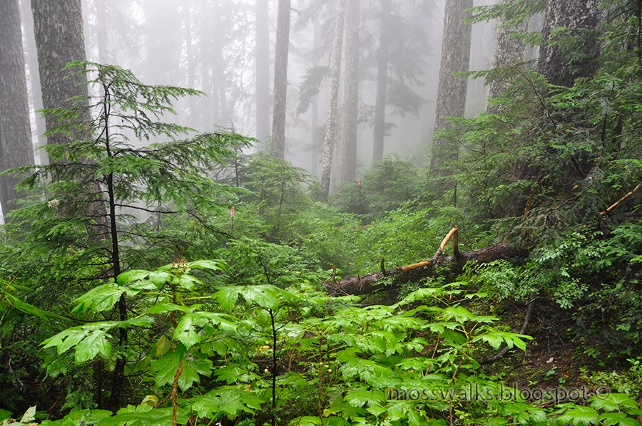 Walks with Moss: Yellow Jacket, Devil Club and Slide Alder Extravaganza!