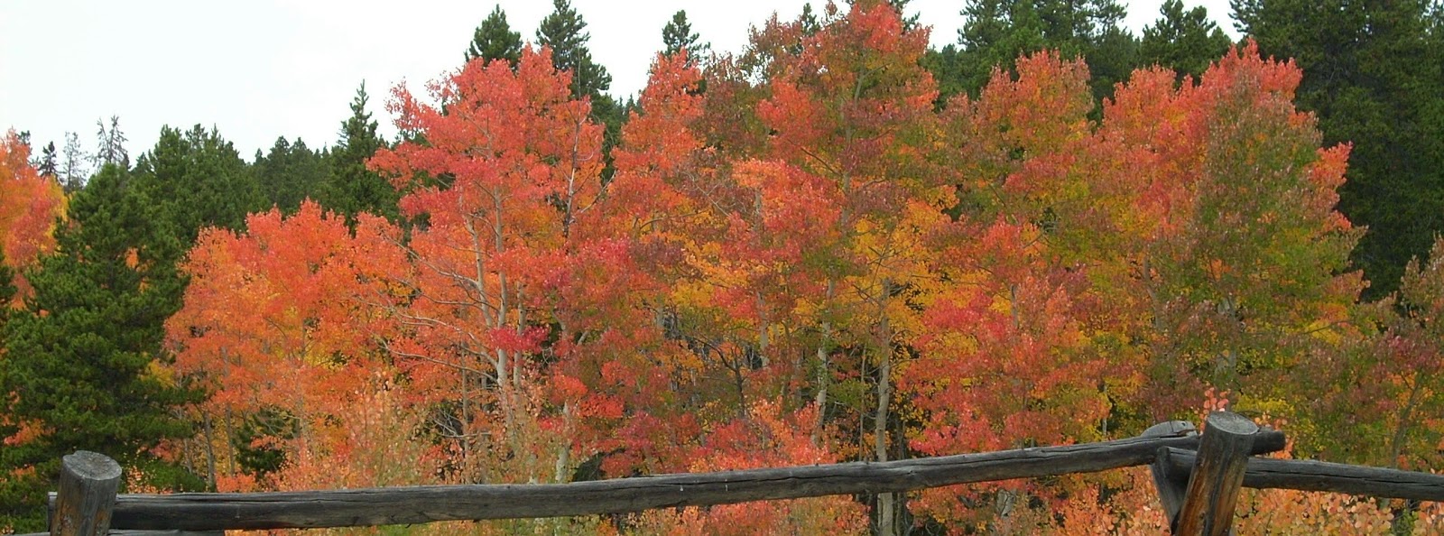 Explore Colorado: Golden Gate Canyon State Park ~ Fall Color