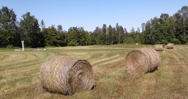 Pattern and Match: Hay Baron