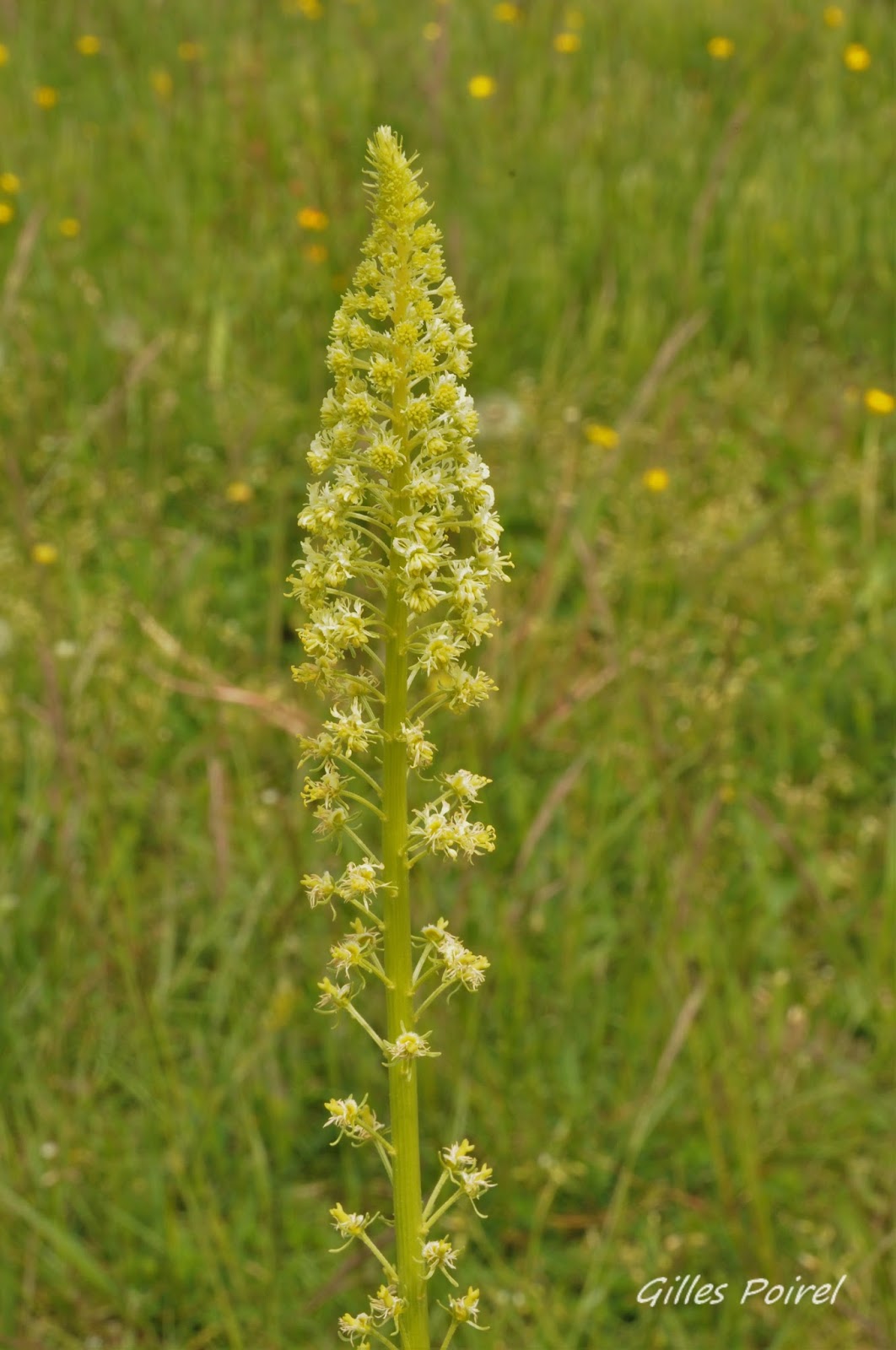 JURA, UNE TERRE, DES HOMMES: Le Réseda jaune. Reseda lutea.