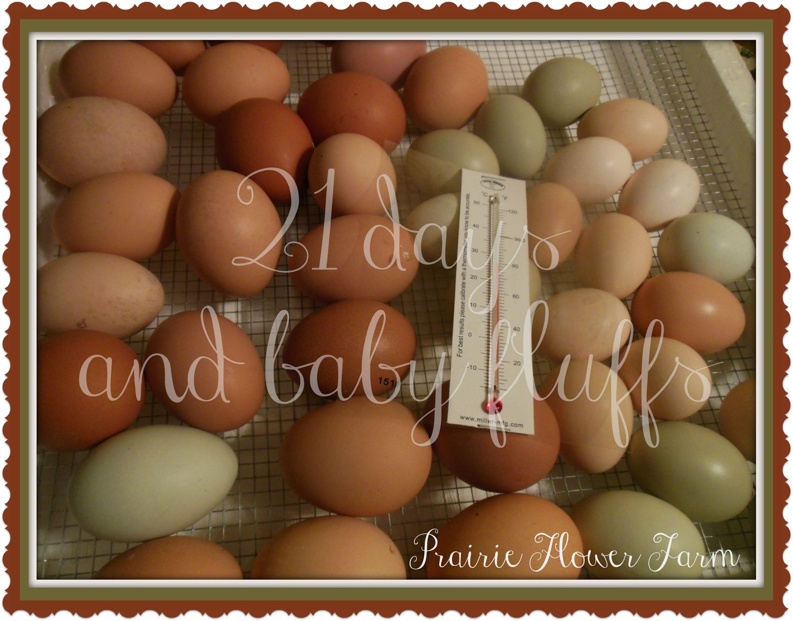 Prairie Flower Farm: Baby Fluffs In the Making!