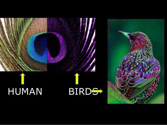 amudu: What Colors Birds do See
