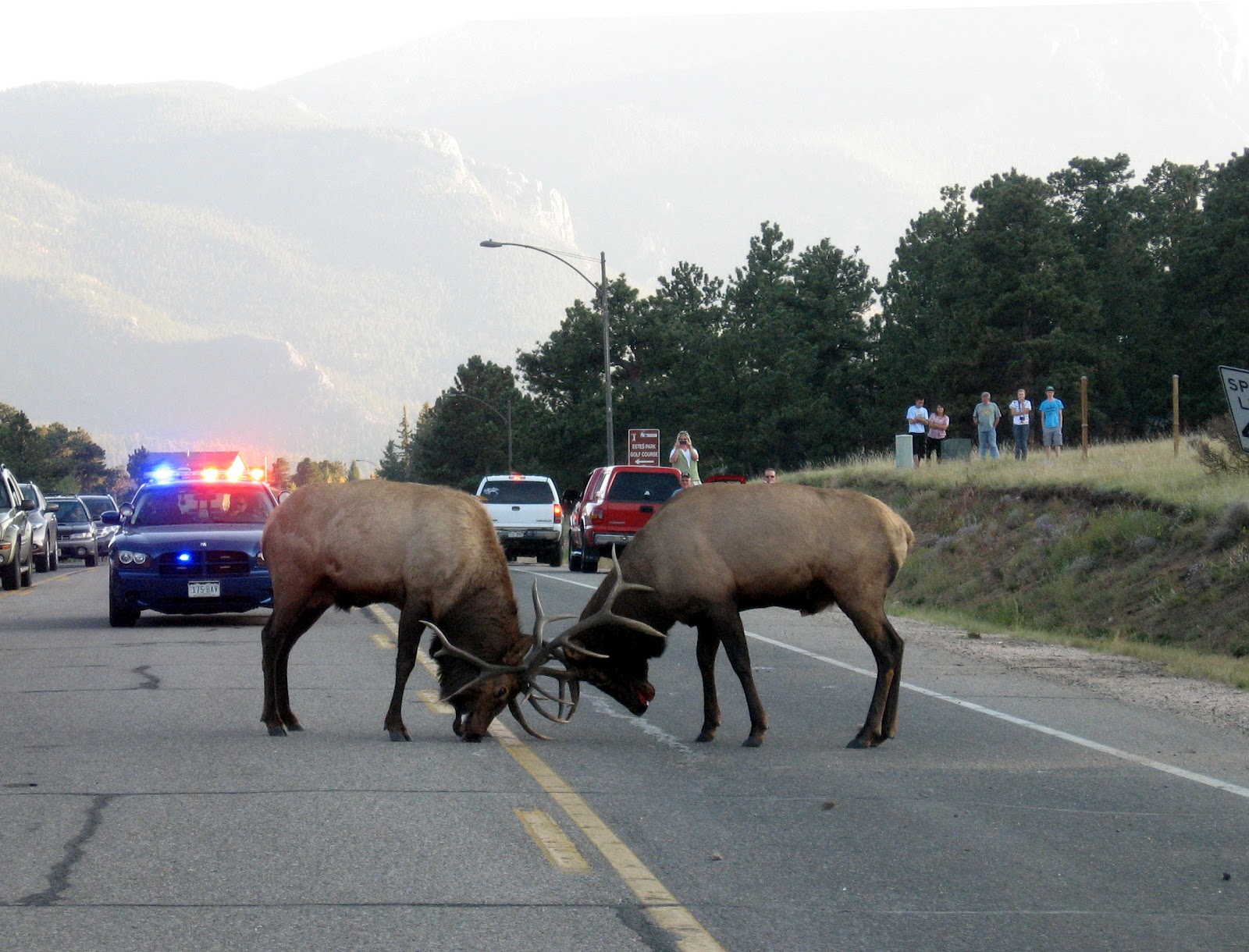 Rocky Mountain Bushcraft: Elk battle in the middle of Highway 7!