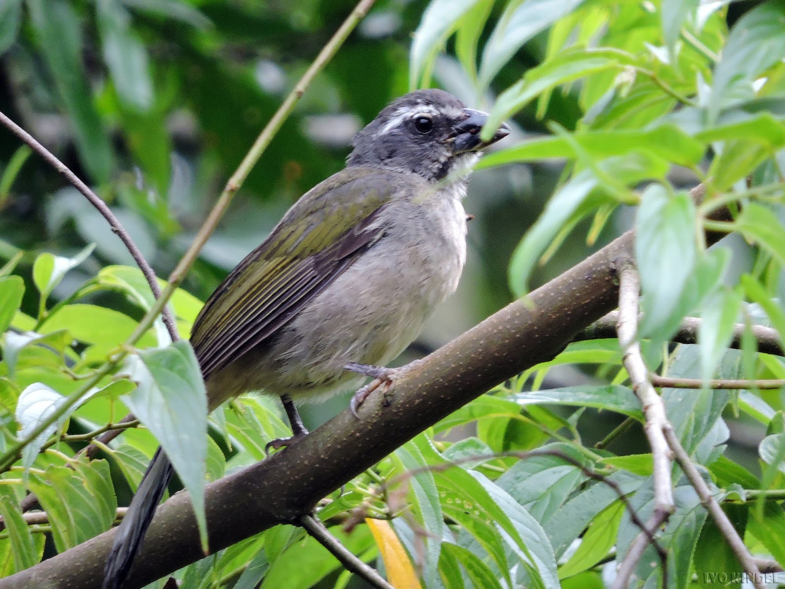BUTZKE AGRÍCOLA E FLORESTAL - TAIÓ/SC: Trinca-ferro-verdadeiro ...
