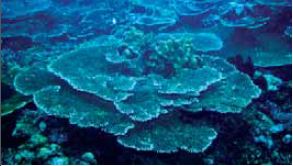 What are corals/types of coral? ~ Zoology-NETWORK