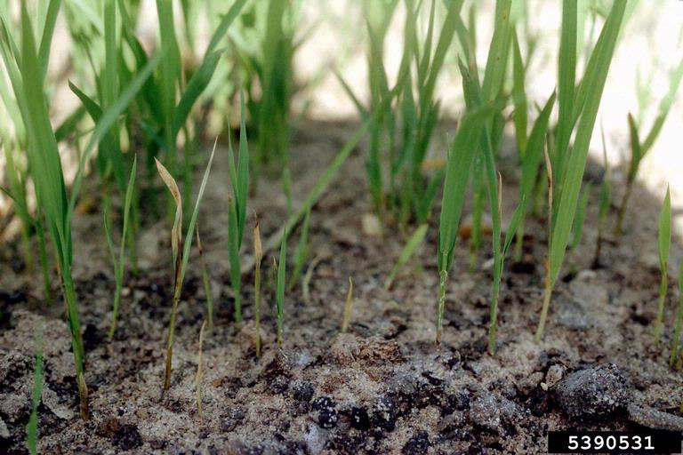 Field Notes: Salt Damage to Turf and Trees