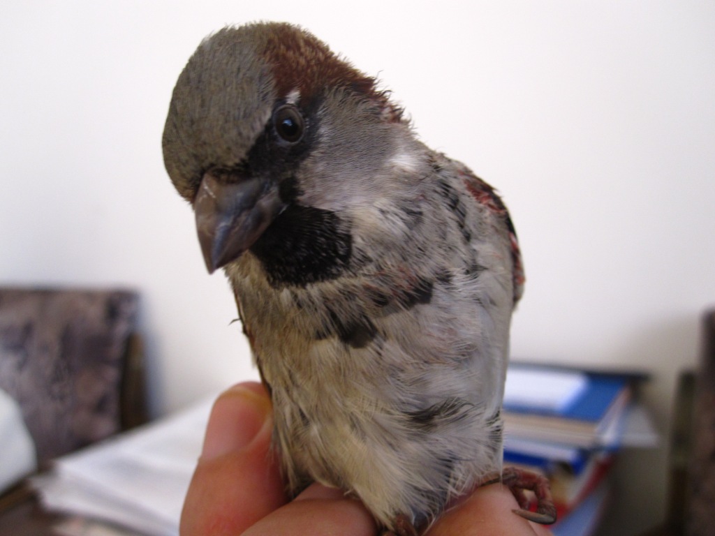 Wydział Biologii i Biotechnologii UWM: Kochajcie wróbelka, dziewczęta ...