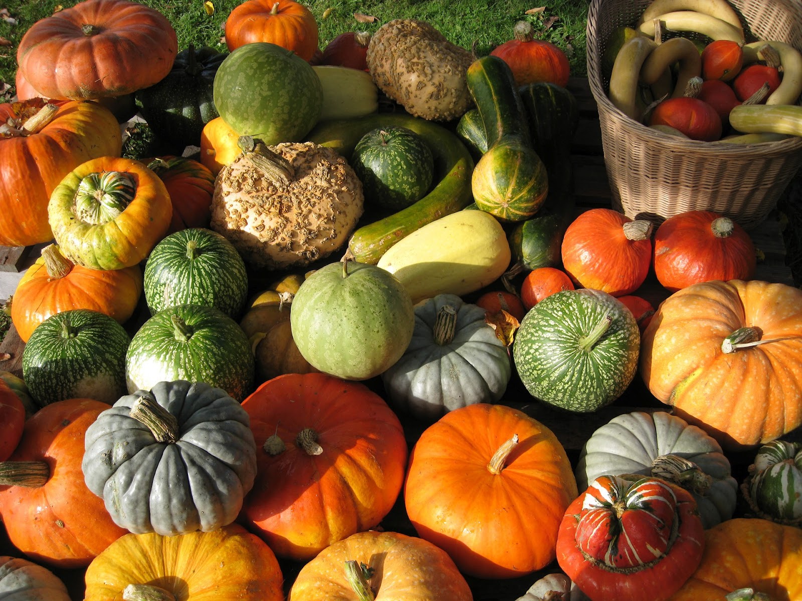 C'est l'automne : petite leçon sur les courges! - Bazar Avenue - Le blog